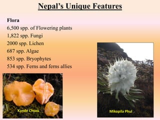 Climate change and it's biological impacts in Nepal | PPTX