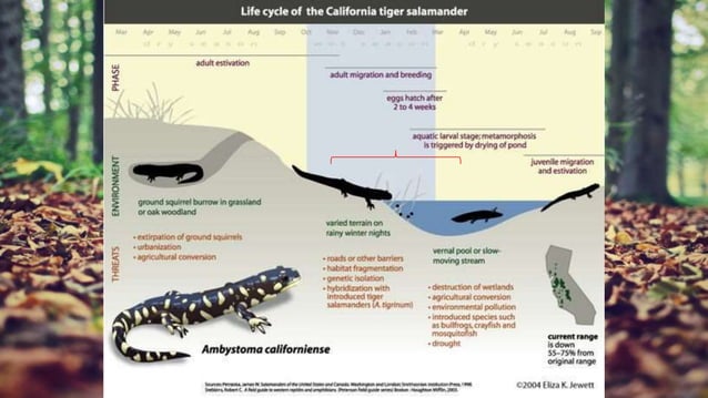 How Does Climate Change Affect Animal Behavior | PPTX