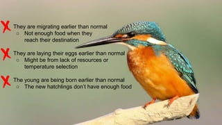 How Does Climate Change Affect Animal Behavior | PPT
