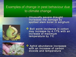 Climate change and crop pest scenario | PPT