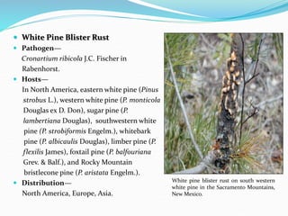 Climate change and forest diseases | PPT