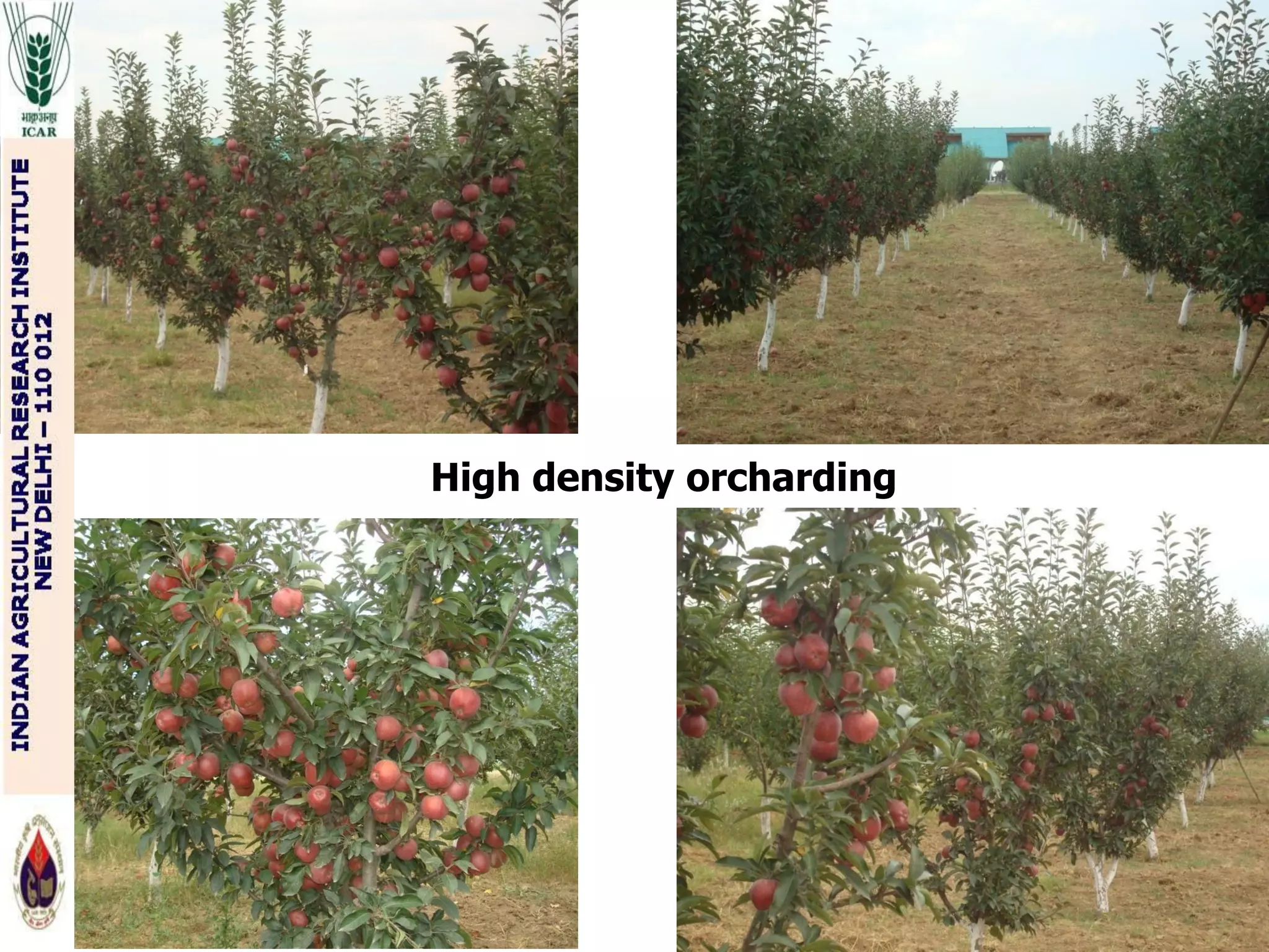 Climate change impact on productivity and quality of temperate fruits ...