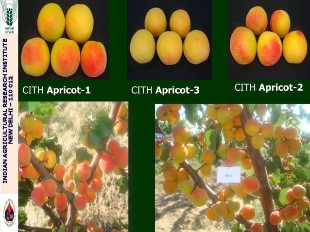 Climate change impact on productivity and quality of temperate fruits ...