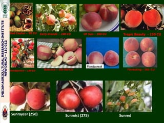 Climate change impact on productivity and quality of temperate fruits ...