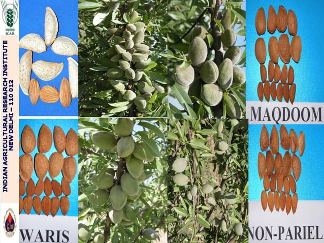 Climate change impact on productivity and quality of temperate fruits ...