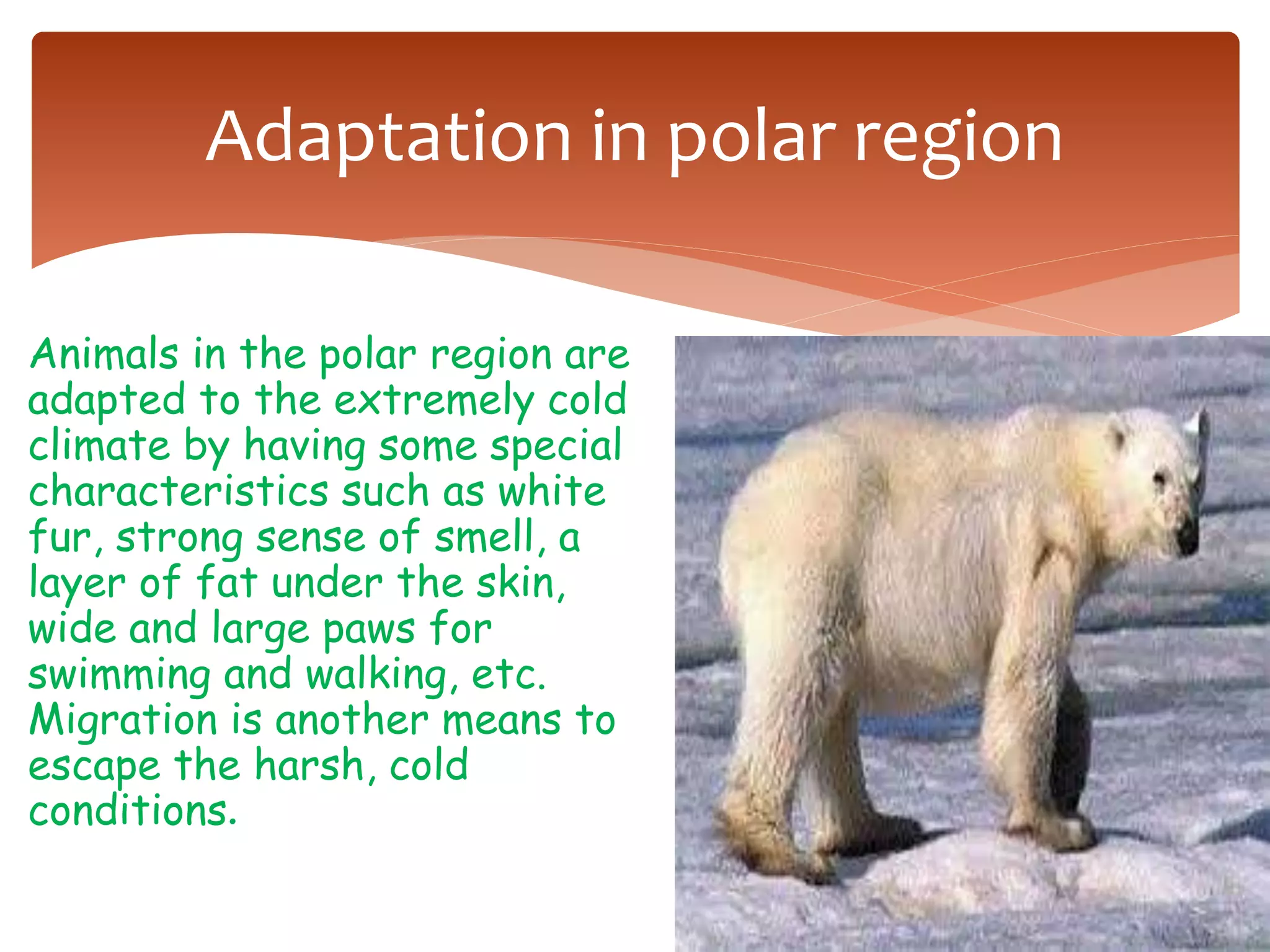 Climate changes and adaption in polar regions Class 7 | PPTX