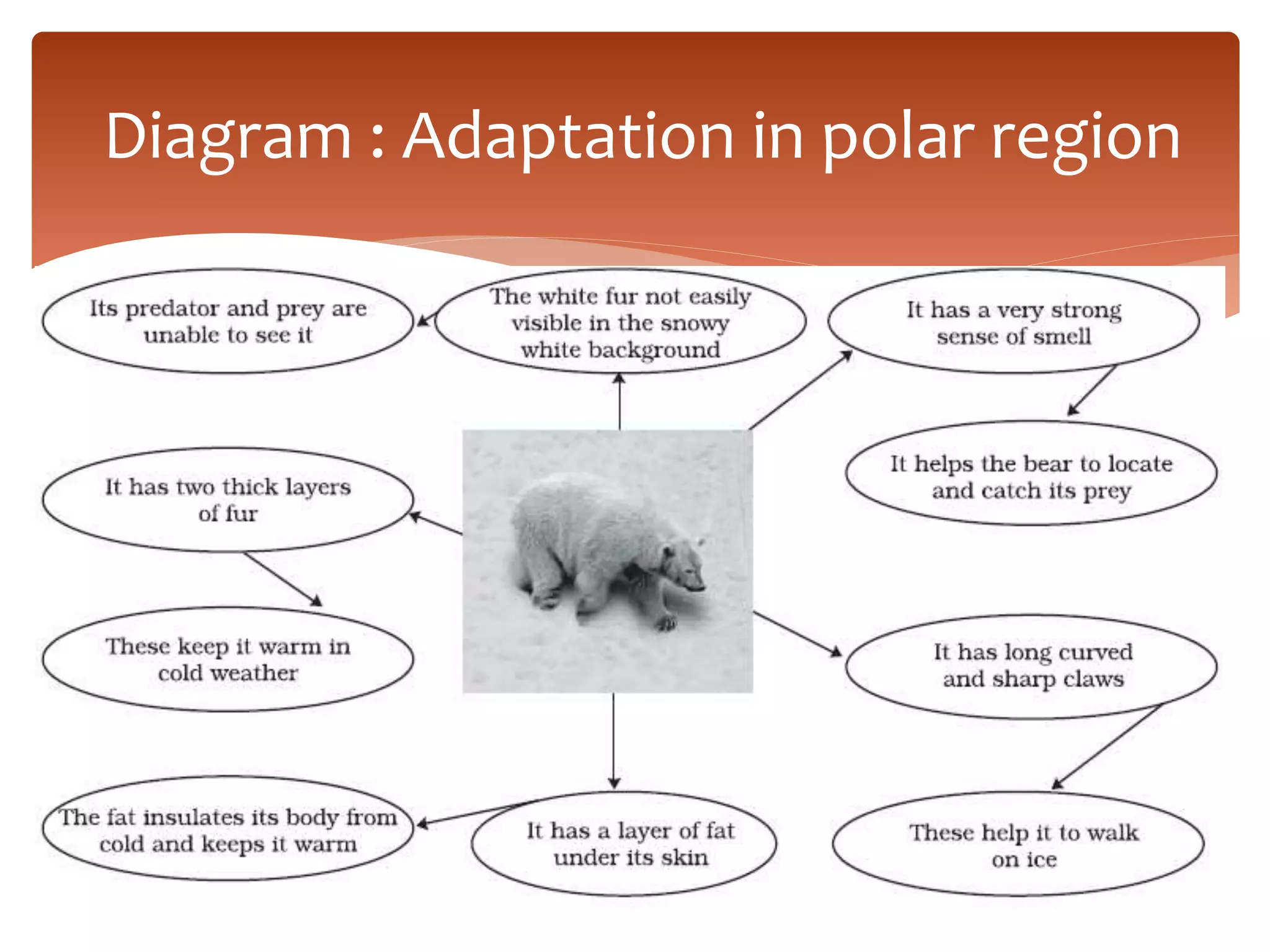 Climate changes and adaption in polar regions Class 7 | PPTX