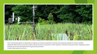 Climate Change Science: Impact and Adaptation | PPTX