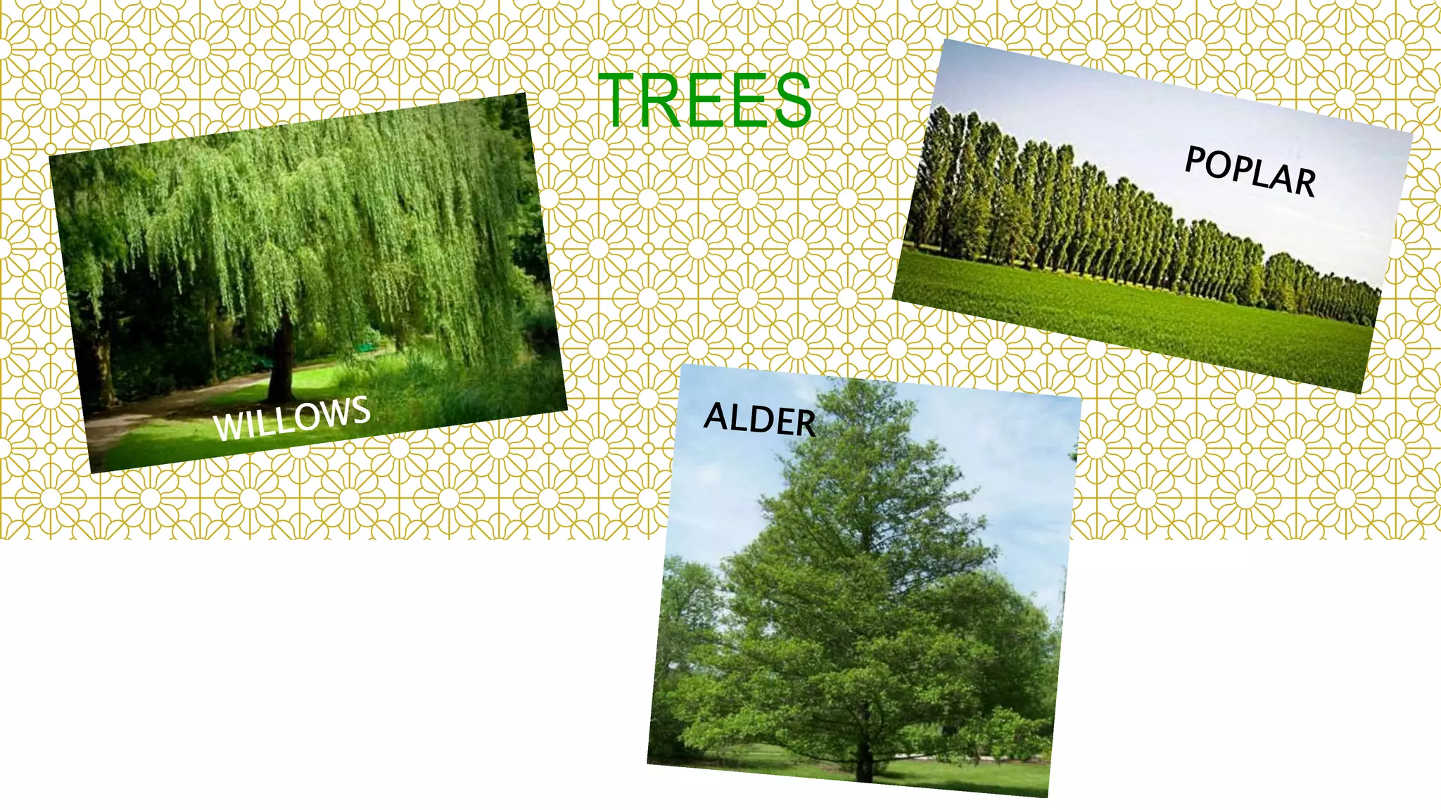 Climate in the Prairies.pptx