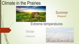 Climate in the Prairies.pptx