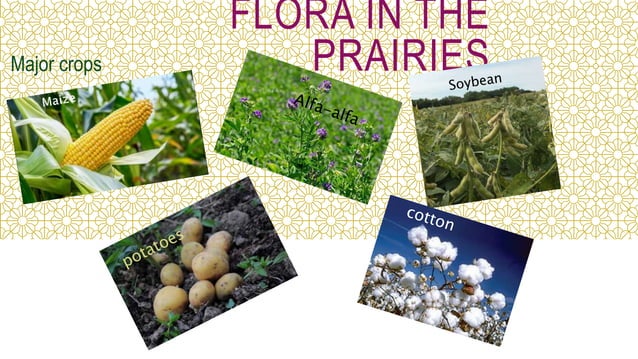 Climate in the Prairies.pptx