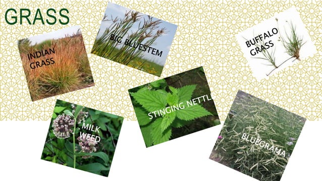 Climate in the Prairies.pptx