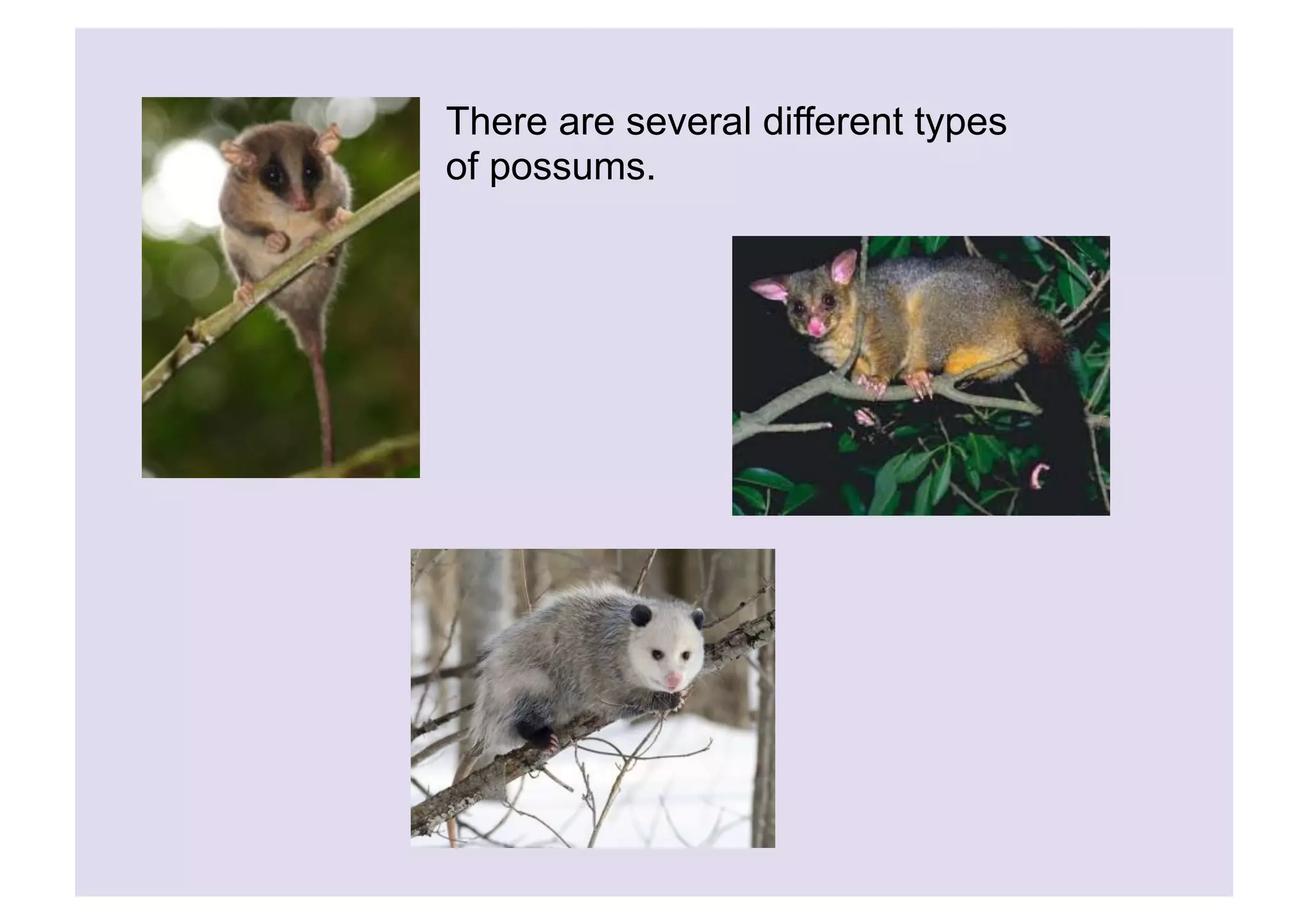 Climates and possum writing | PDF | Geography | Science