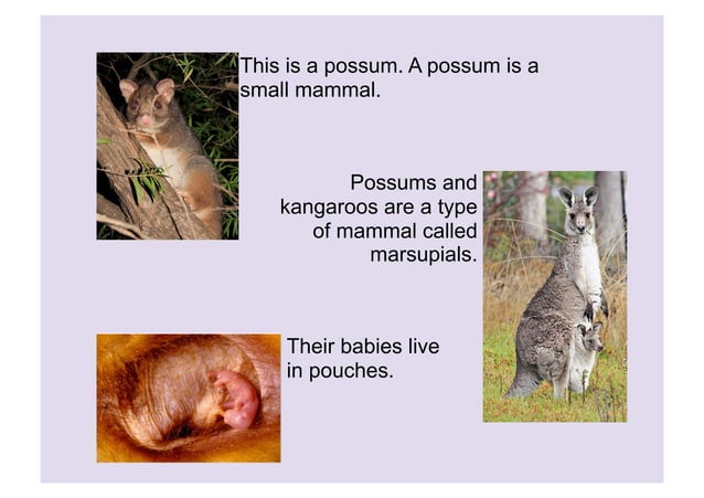 Climates and possum writing | PDF | Geography | Science