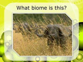 Climate zones and biomes | PPTX