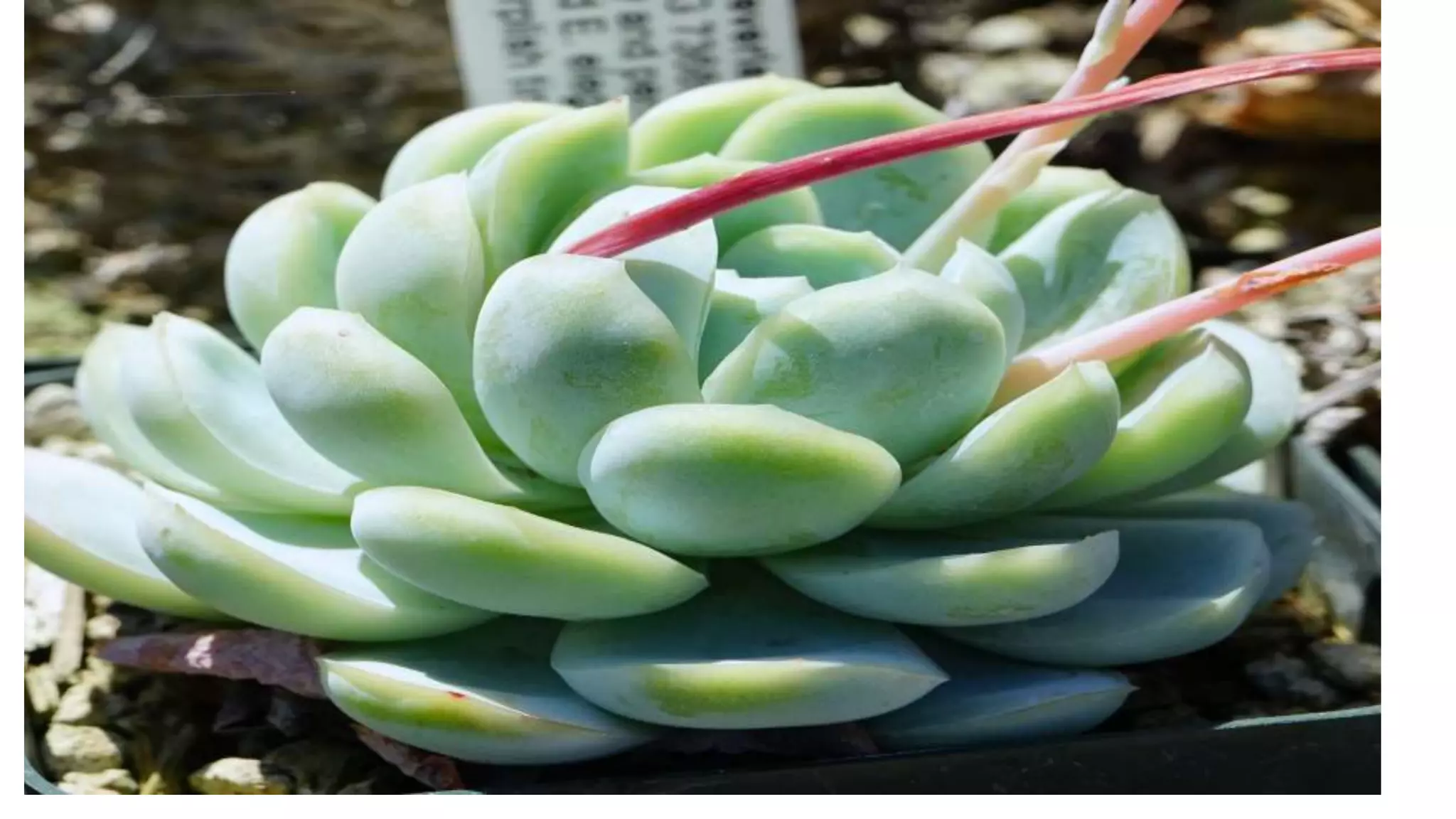 Climatic zones and different biomes in india | PPTX