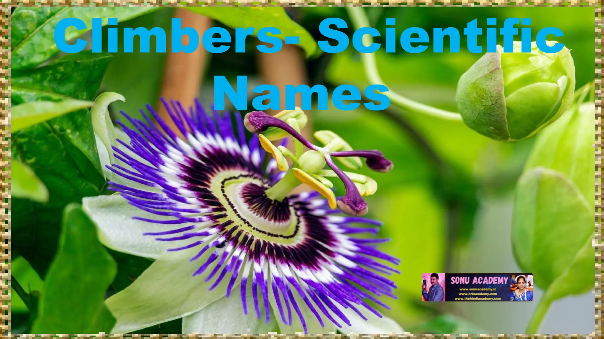 Climbers and their Scientific Names - plants | PPTX