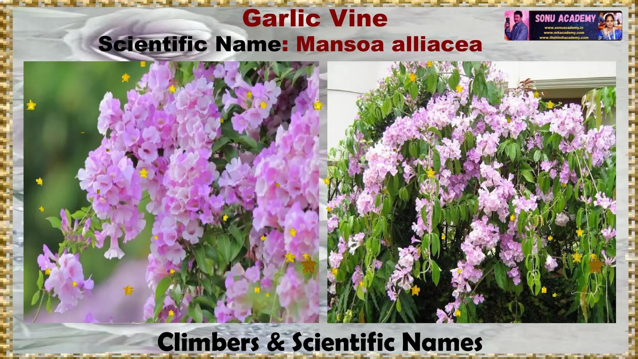 Climbers and their Scientific Names - plants | PPTX
