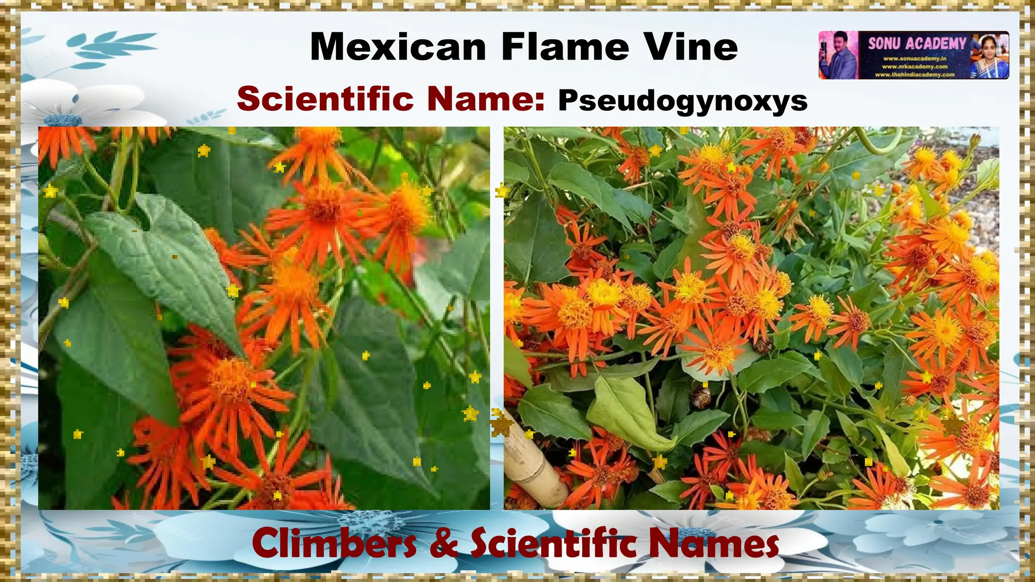 Climbers and their Scientific Names - plants | PPTX