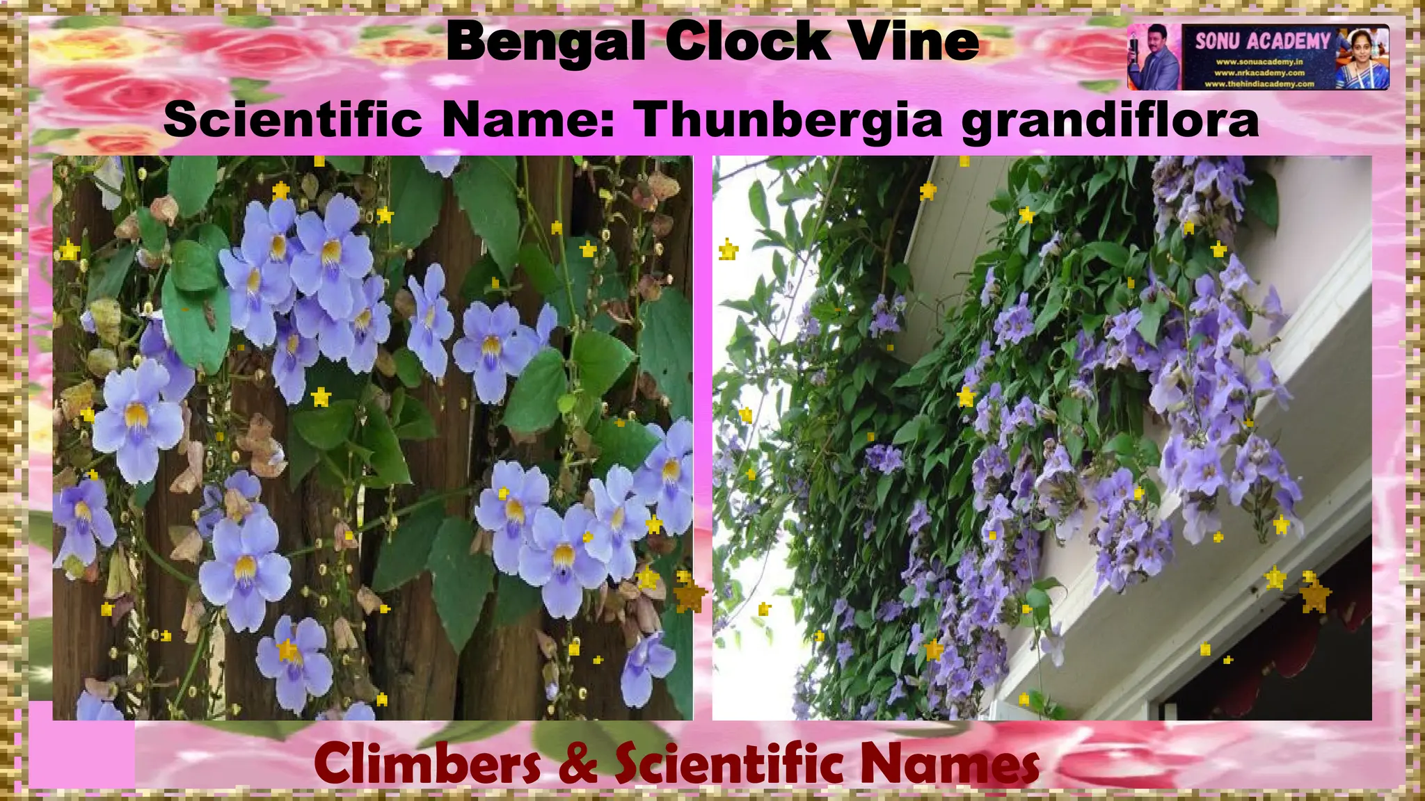 Climbers and their Scientific Names - plants | PPTX