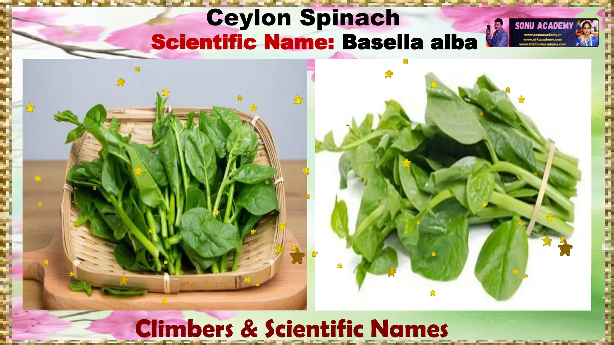 Climbers and their Scientific Names - plants | PPTX