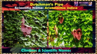 Climbers and their Scientific Names - plants | PPTX