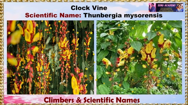 Climbers and their Scientific Names - plants | PPTX