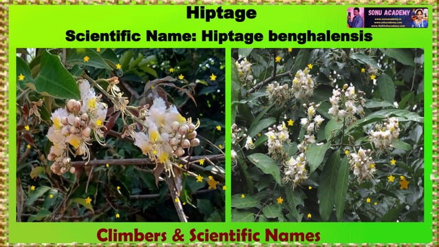 Climbers and their Scientific Names - plants | PPTX