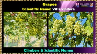 Climbers and their Scientific Names - plants | PPTX