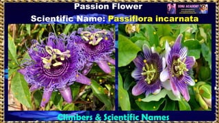 Climbers and their Scientific Names - plants | PPTX