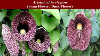Climbers and Creepers used in landscaping | PDF