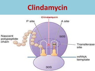 Clindamycin | PPT