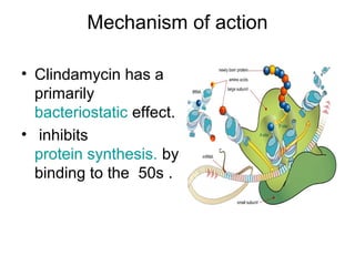 Clindamycine,, | PPT