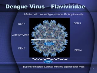 Clinial Manifestations of Dengue Fever | PPTX