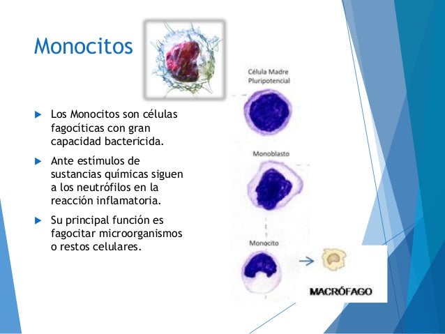 Clinica del paciente hematologico
