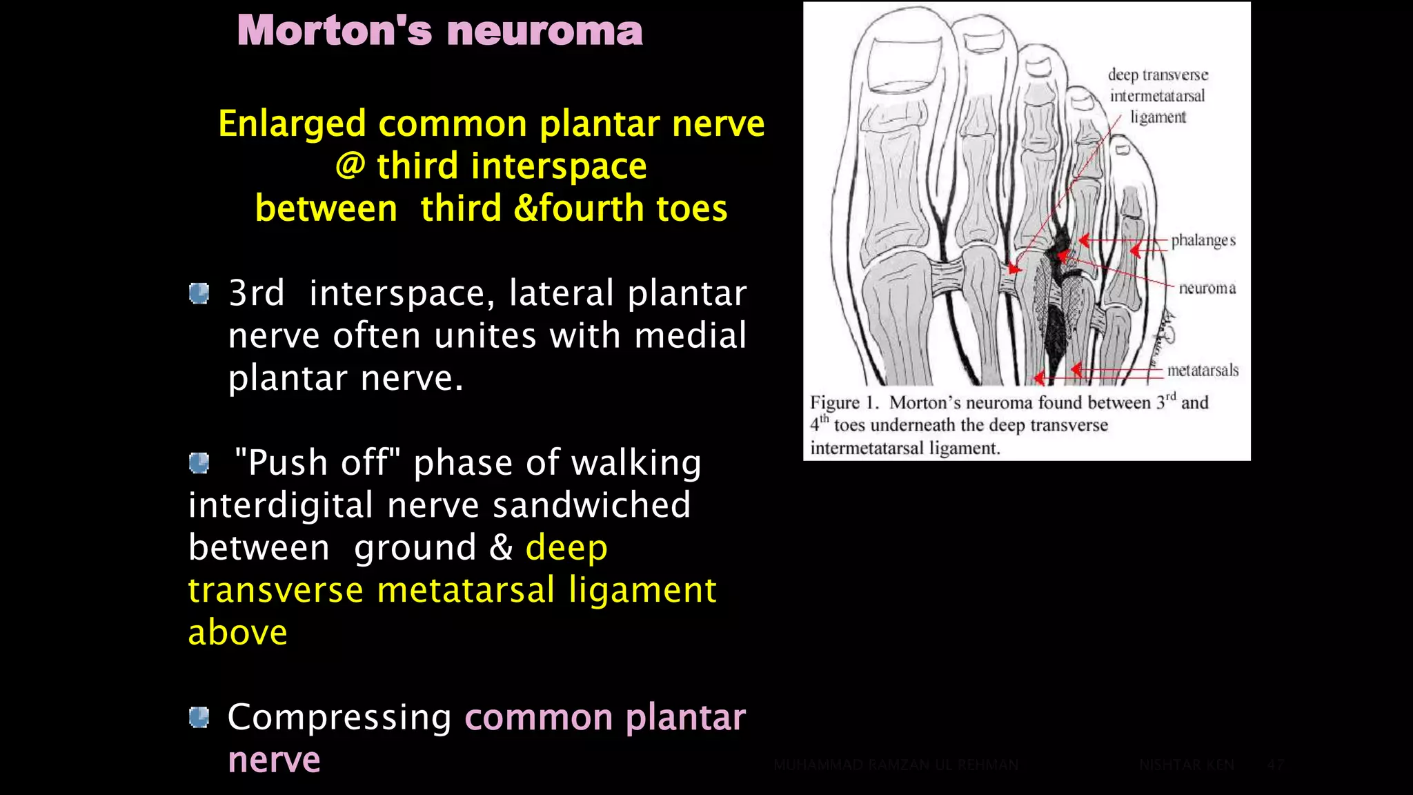 Clinical anatomy of the lower limb | PPTX