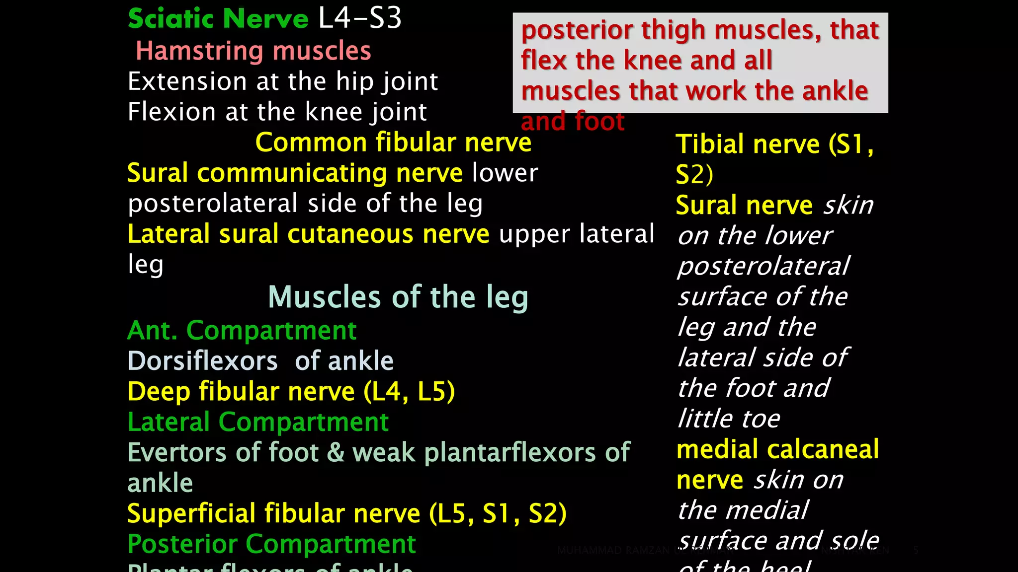 Clinical anatomy of the lower limb | PPTX