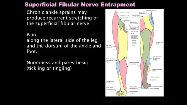 Clinical anatomy of the lower limb | PPT | Free Download