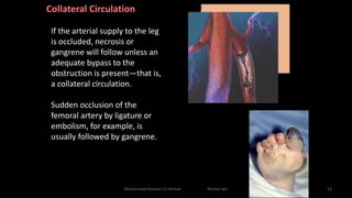 Collateral Circulation Lower Extremity