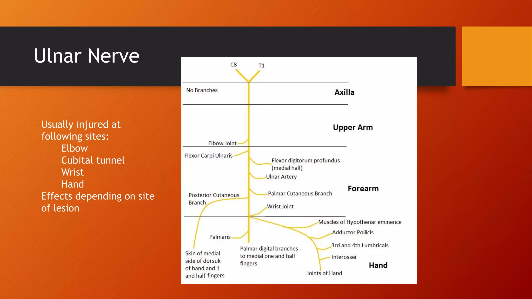 Clinical-Anatomy-of-the-Upper-Limb.pdf