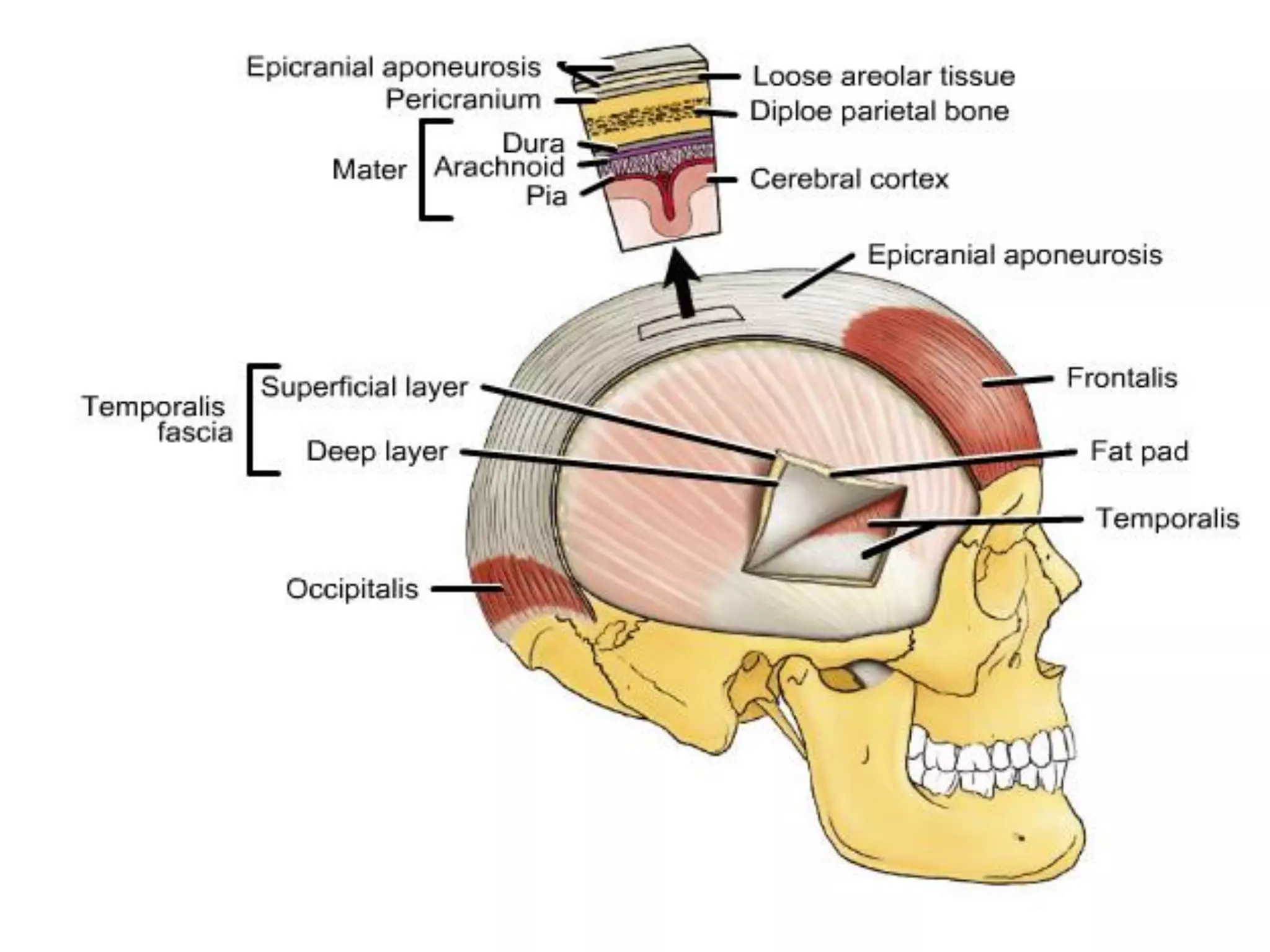 Clinical-Anatomy-SCALP-converted.pdf