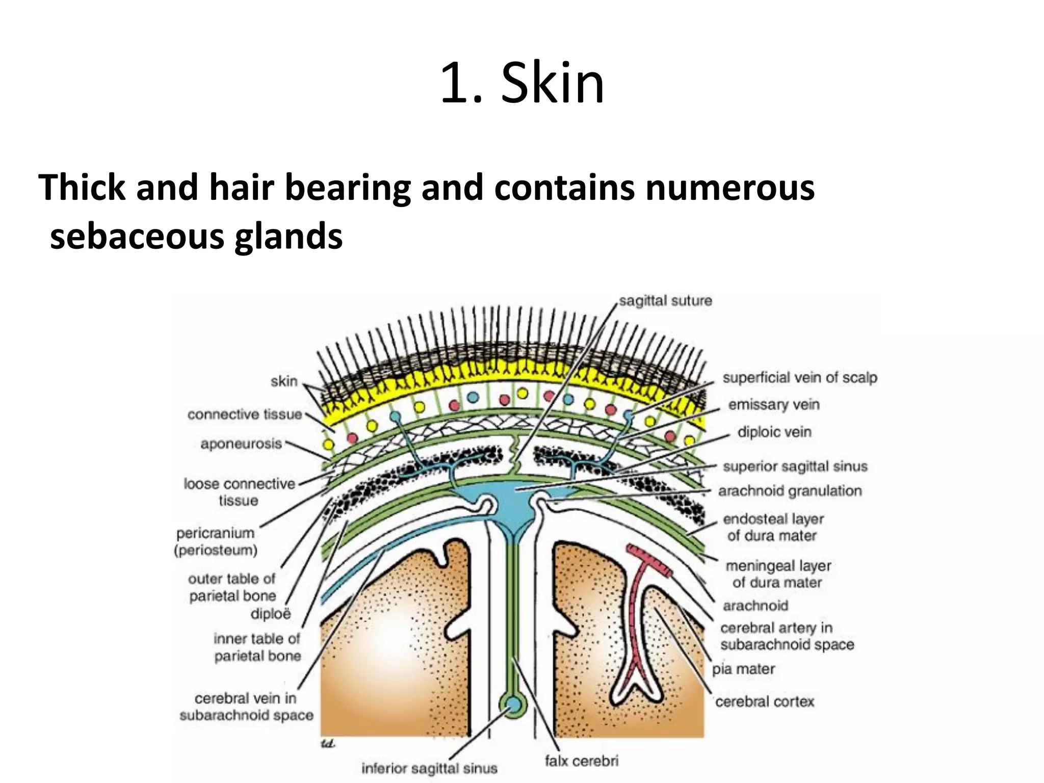 Clinical-Anatomy-SCALP-converted.pdf