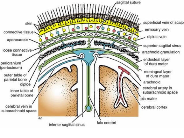 Clinical-Anatomy-SCALP-converted.pdf | Death, Injury, or Military ...