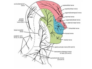 Clinical-Anatomy-SCALP-converted.pdf