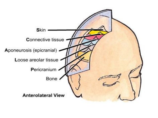 Clinical-Anatomy-SCALP-converted.pdf | Death, Injury, or Military ...