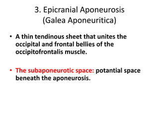 Clinical-Anatomy-SCALP-converted.pdf