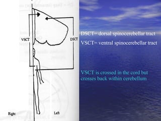 Neurological Examination Part II:-Clinical Evaluation of the Brainstem ...