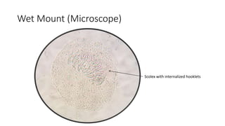 Clinical-Meeting-Microbiology: a presentation in health sciences | PPT