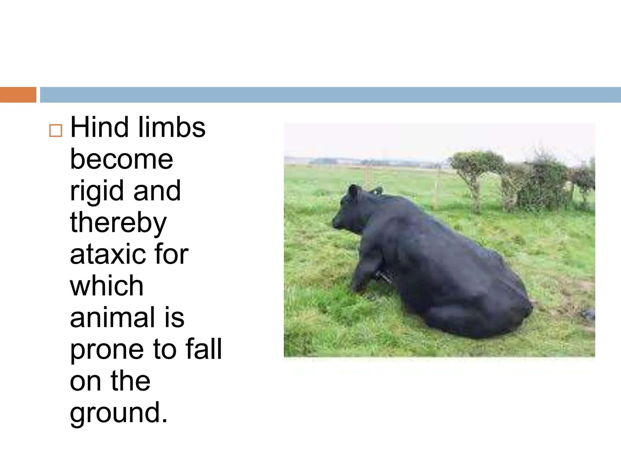 Clinical-signs-of-milk-fever.pptx