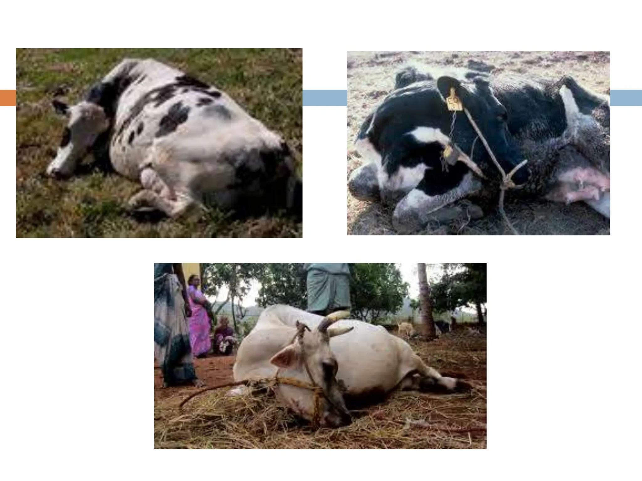 Clinical-signs-of-milk-fever.pptx